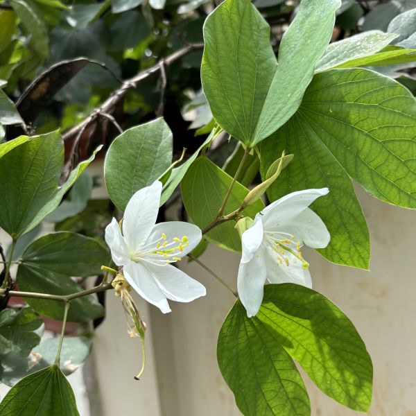 Bauhinia acuminata | White Orchid Tree - Indian flowering trees