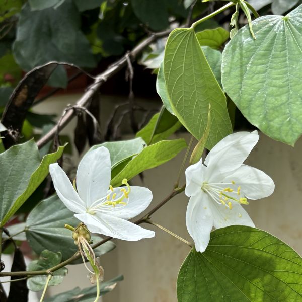 Bauhinia acuminata | White Orchid Tree - Indian flowering trees
