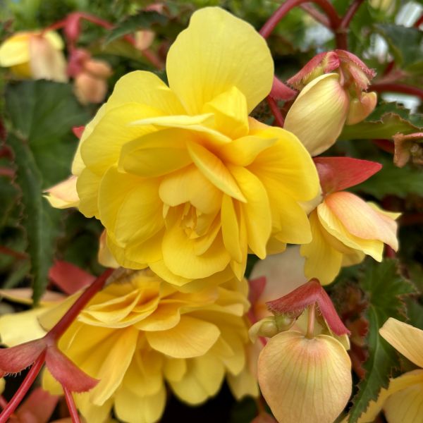 Begonia tuberhybrida | Tuberous begonia - Flowering plants