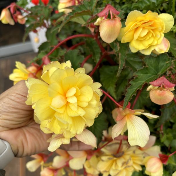 Begonia tuberhybrida | Tuberous begonia - Flowering plants