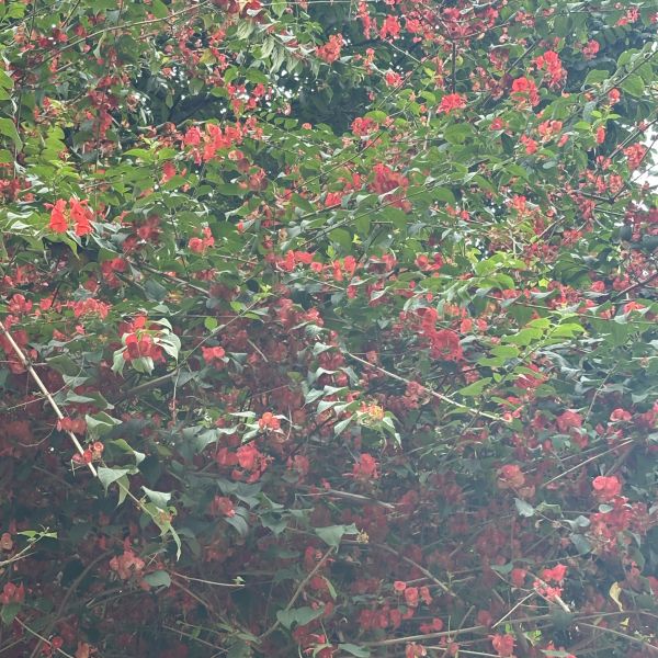 Holmskioldia sanguinea | Chinese hat plant - Flowering plants