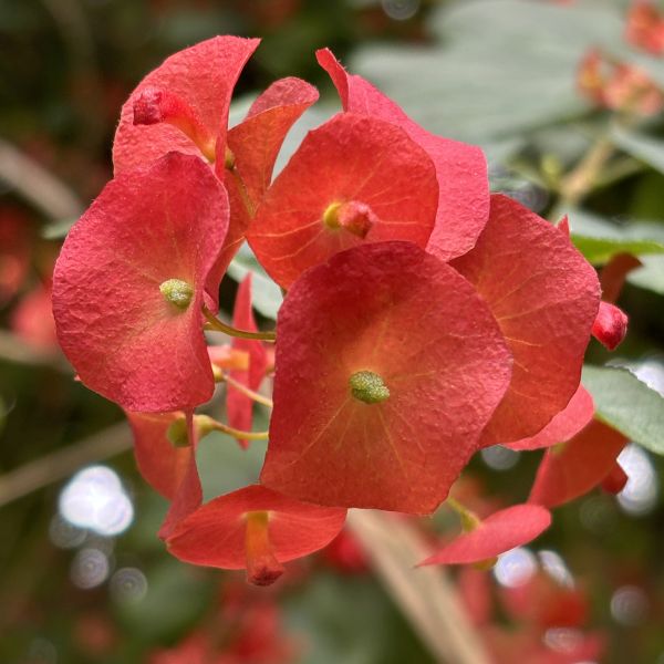 Holmskioldia sanguinea | Chinese hat plant - Flowering plants