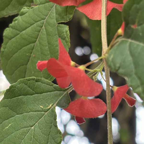 Holmskioldia sanguinea | Chinese hat plant - Flowering plants
