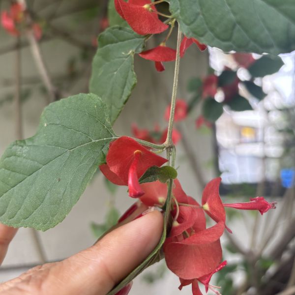 Holmskioldia sanguinea | Chinese hat plant - Flowering plants