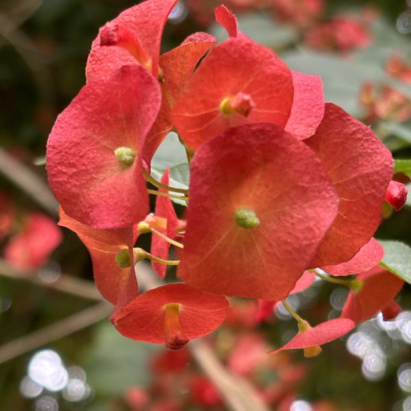 Holmskioldia sanguinea | Chinese hat plant - Flowering plants