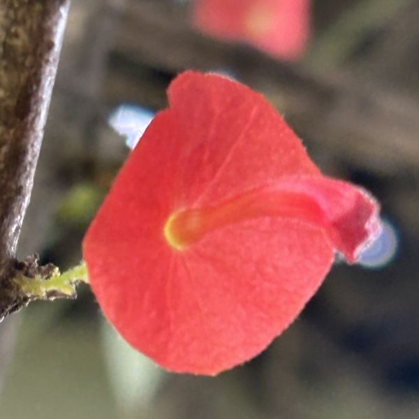Holmskioldia sanguinea | Chinese hat plant - Flowering plants