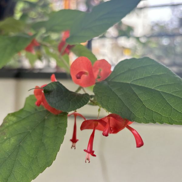 Holmskioldia sanguinea | Chinese hat plant - Flowering plants