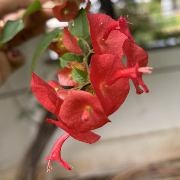 Holmskioldia sanguinea | Chinese hat plant - Flowering plants