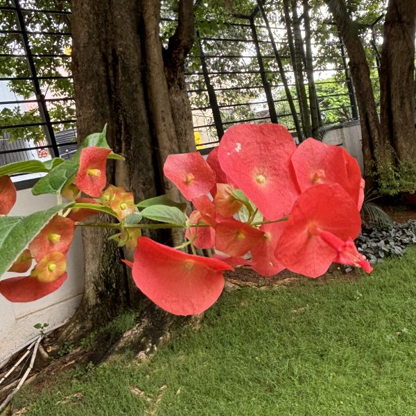 Holmskioldia sanguinea | Chinese hat plant - Flowering plants