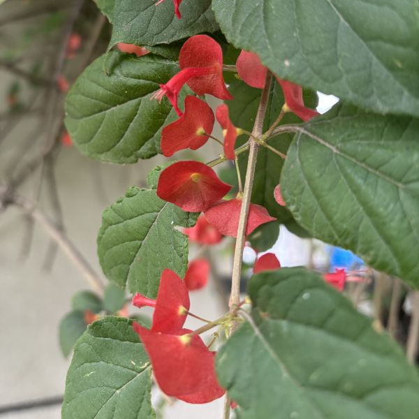 Holmskioldia sanguinea | Chinese hat plant - Flowering plants