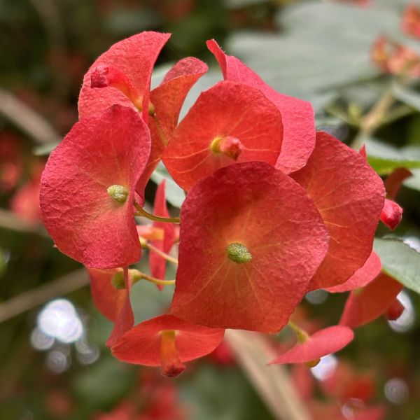 Holmskioldia sanguinea | Chinese hat plant - Flowering plants