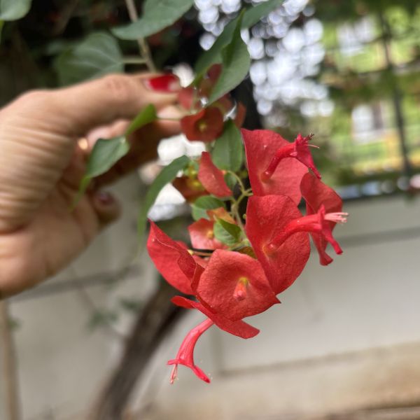 Holmskioldia sanguinea | Chinese hat plant - Flowering plants