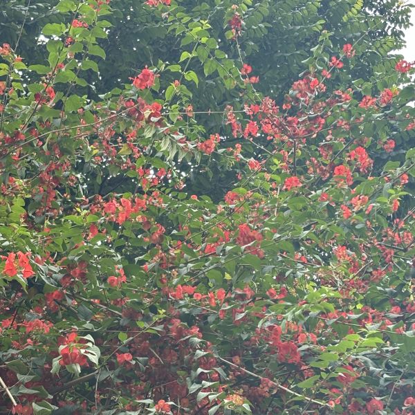 Holmskioldia sanguinea | Chinese hat plant - Flowering plants