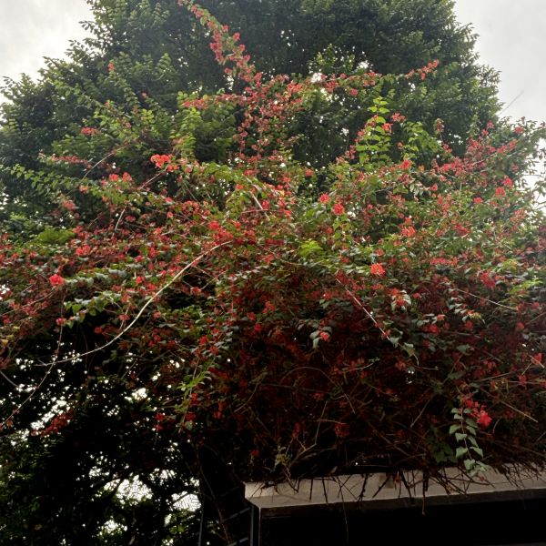 Holmskioldia sanguinea | Chinese hat plant - Flowering plants