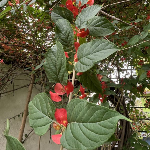 Holmskioldia sanguinea | Chinese hat plant - Flowering plants
