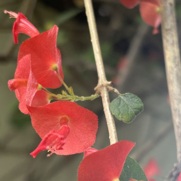 Holmskioldia sanguinea | Chinese hat plant - Flowering plants