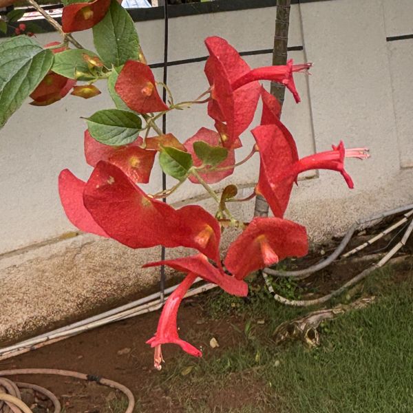 Holmskioldia sanguinea | Chinese hat plant - Flowering plants