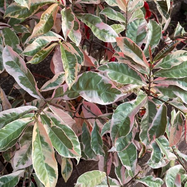 Excoecaria cochinchinensis | Chinese croton - Indian plants