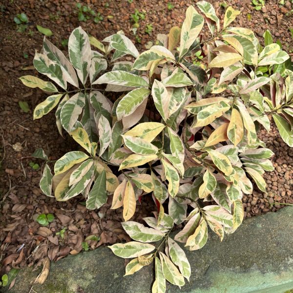 Excoecaria cochinchinensis | Chinese croton - Indian plants