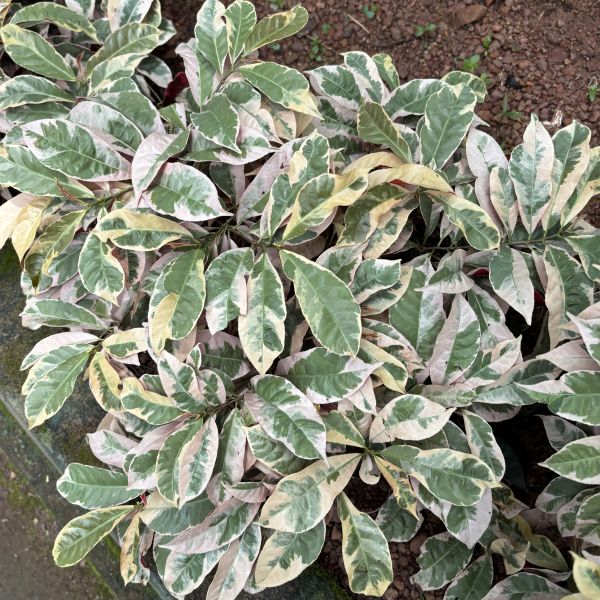 Excoecaria cochinchinensis | Chinese croton - Indian plants