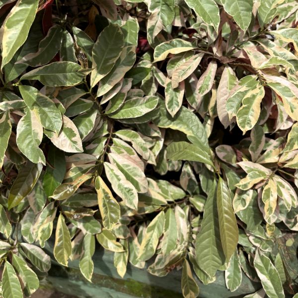 Excoecaria cochinchinensis | Chinese croton - Indian plants