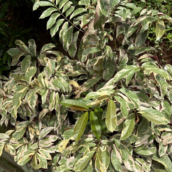 Excoecaria cochinchinensis | Chinese croton - Indian plants