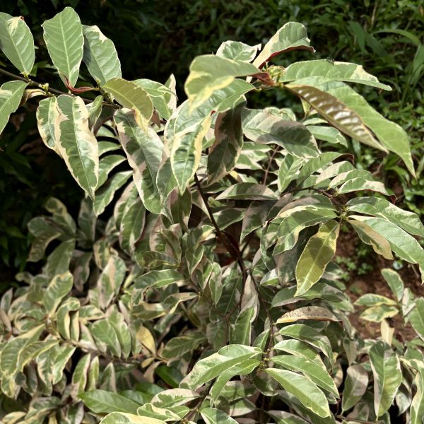Excoecaria cochinchinensis | Chinese croton - Indian plants