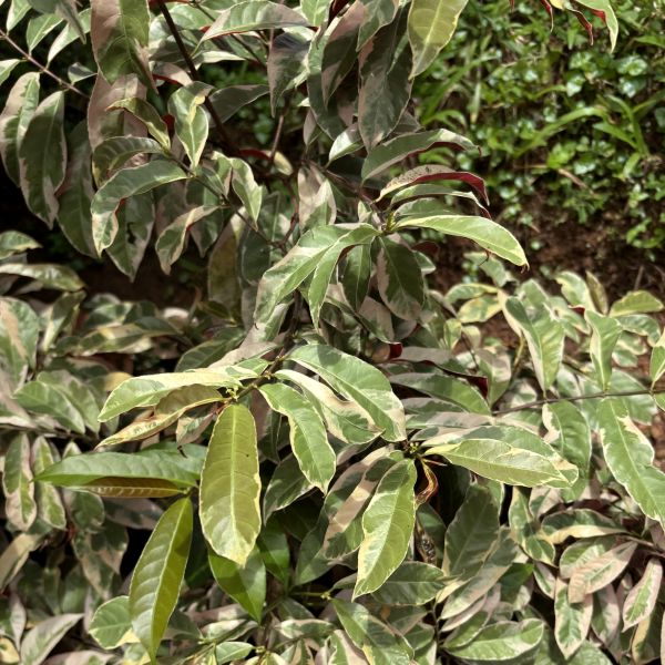Excoecaria cochinchinensis | Chinese croton - Indian plants