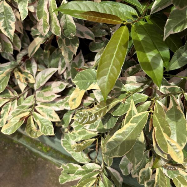 Excoecaria cochinchinensis | Chinese croton - Indian plants