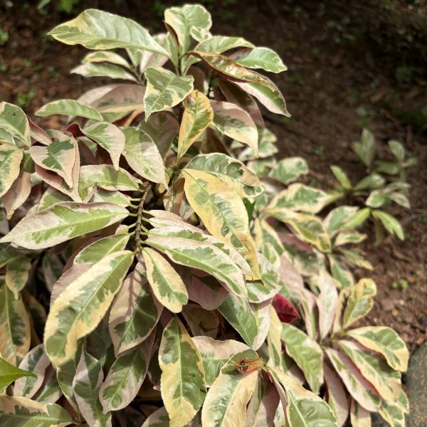 Excoecaria cochinchinensis | Chinese croton - Indian plants