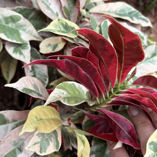 Excoecaria cochinchinensis | Chinese croton - Indian plants
