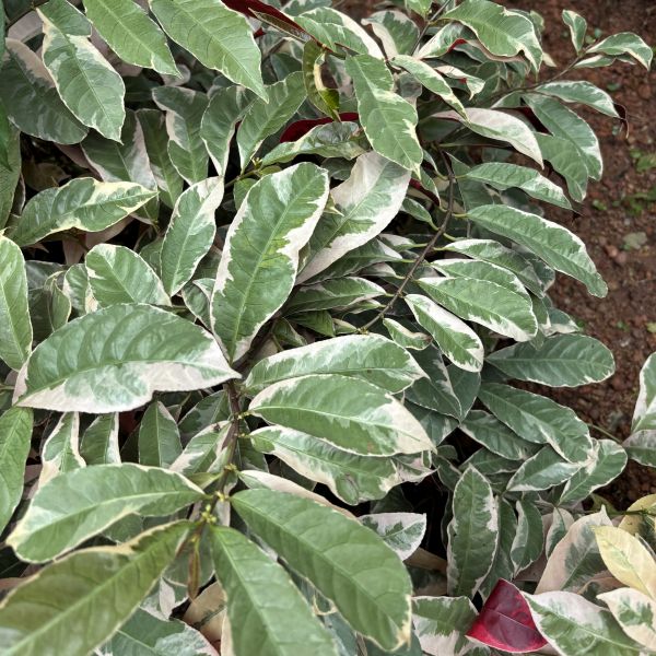Excoecaria cochinchinensis | Chinese croton - Indian plants