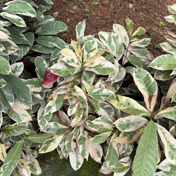 Excoecaria cochinchinensis | Chinese croton - Indian plants