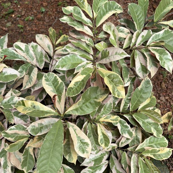 Excoecaria cochinchinensis | Chinese croton - Indian plants