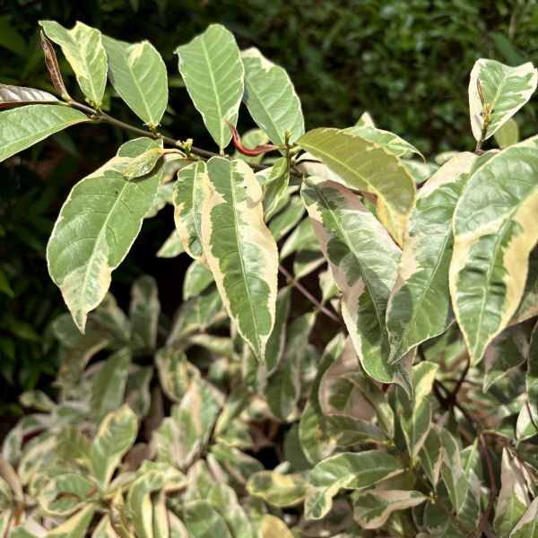 Excoecaria cochinchinensis | Chinese croton - Indian plants