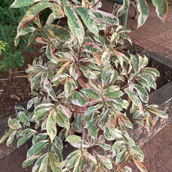Excoecaria cochinchinensis | Chinese croton - Indian plants