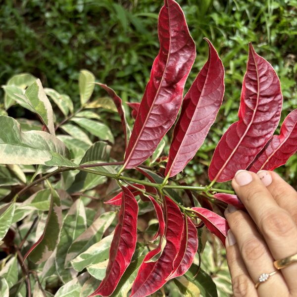 Excoecaria cochinchinensis | Chinese croton - Indian plants