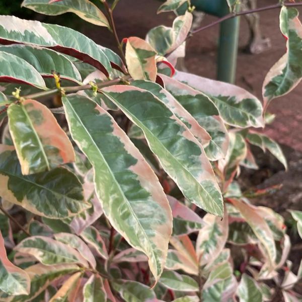 Excoecaria cochinchinensis | Chinese croton - Indian plants