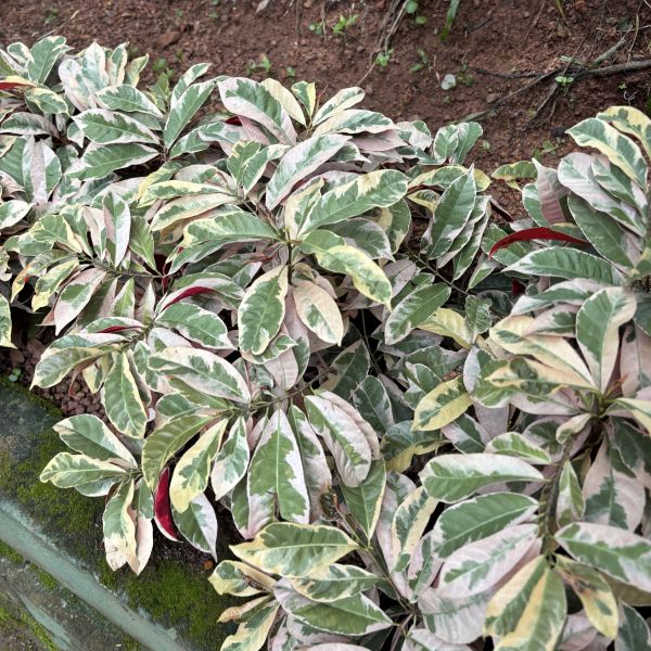 Excoecaria cochinchinensis | Chinese croton - Indian plants