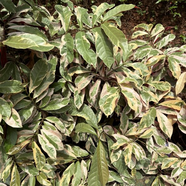 Excoecaria cochinchinensis | Chinese croton - Indian plants