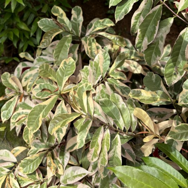 Excoecaria cochinchinensis | Chinese croton - Indian plants
