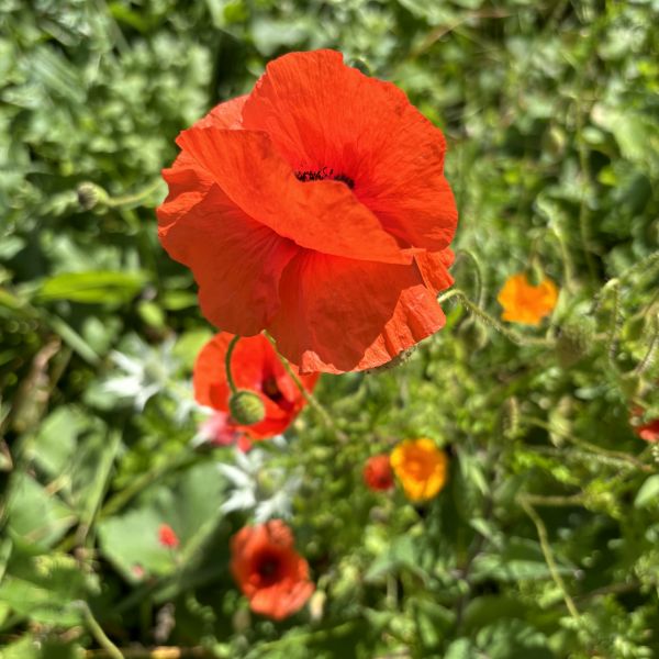 Papaver rhoeas | Common poppy - Flowering plants | Garden plants