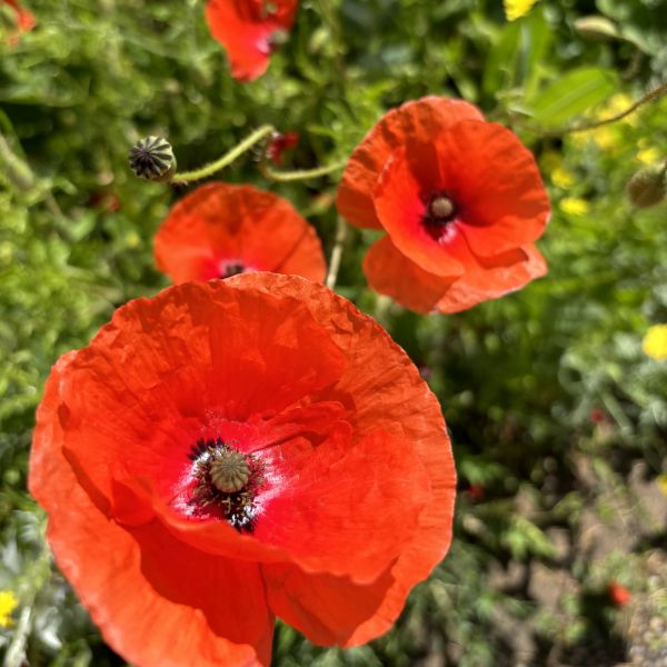Papaver rhoeas | Common poppy - Flowering plants | Garden plants