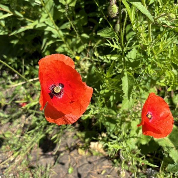 Papaver rhoeas | Common poppy - Flowering plants | Garden plants