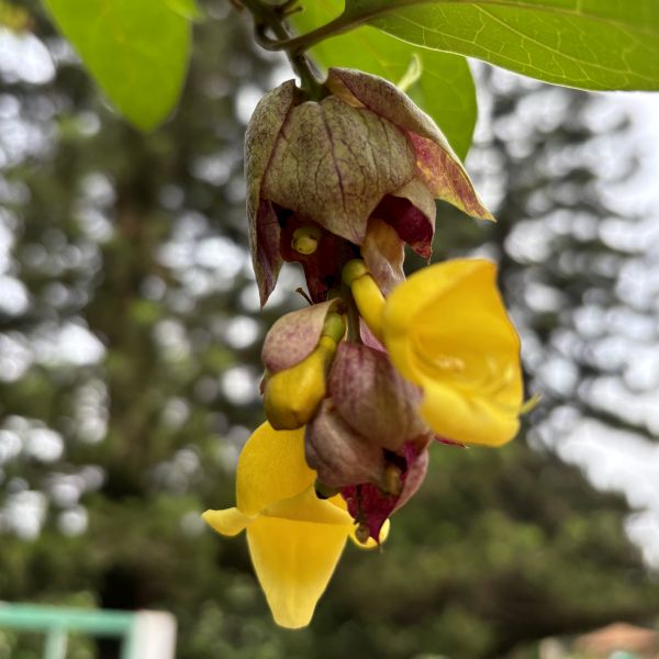 Gmelina philippensis | Parrot's Beak - Garden trees | Flowering trees