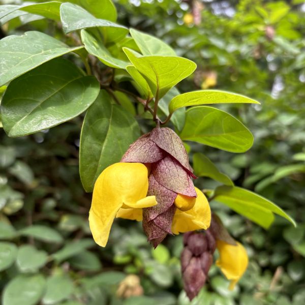 Gmelina philippensis | Parrot's Beak - Garden trees | Flowering trees