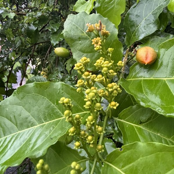 Bunchosia glandulifera | Peanut butter fruit - Fruit trees | Garden trees