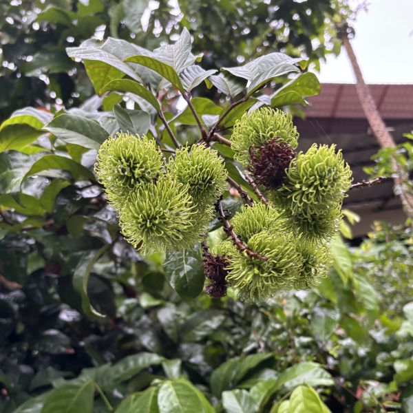 Nephelium lappaceum | Rambutan - Fruit trees | Garden trees