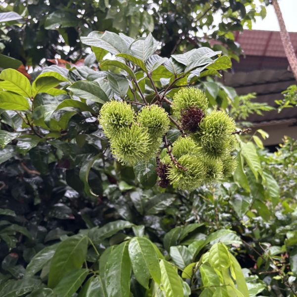 Nephelium lappaceum | Rambutan - Fruit trees | Garden trees