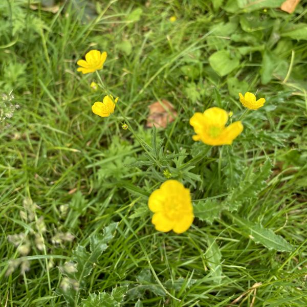 Ranunculus repens | Creeping buttercup - Weeds | Wild plants
